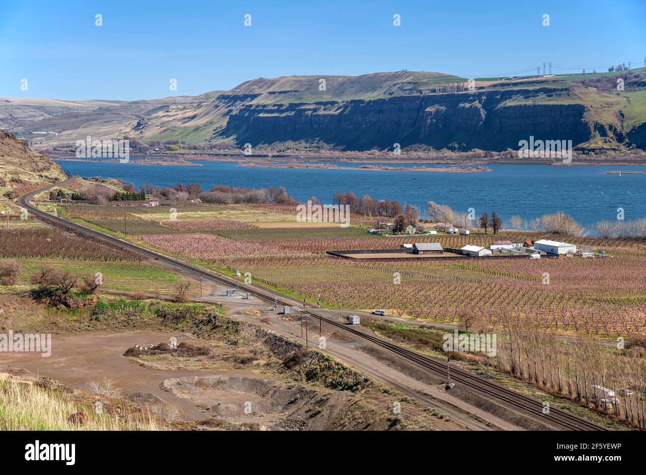 Raws of fruit trees orchard in the Columbia river gorge Washington ...