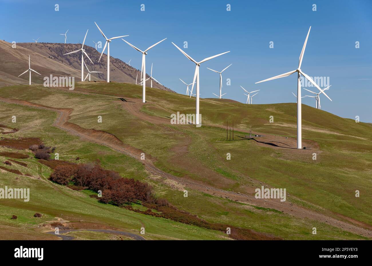 Wind power turbines hills ans cattles herd in the Columbia River Gorge ...