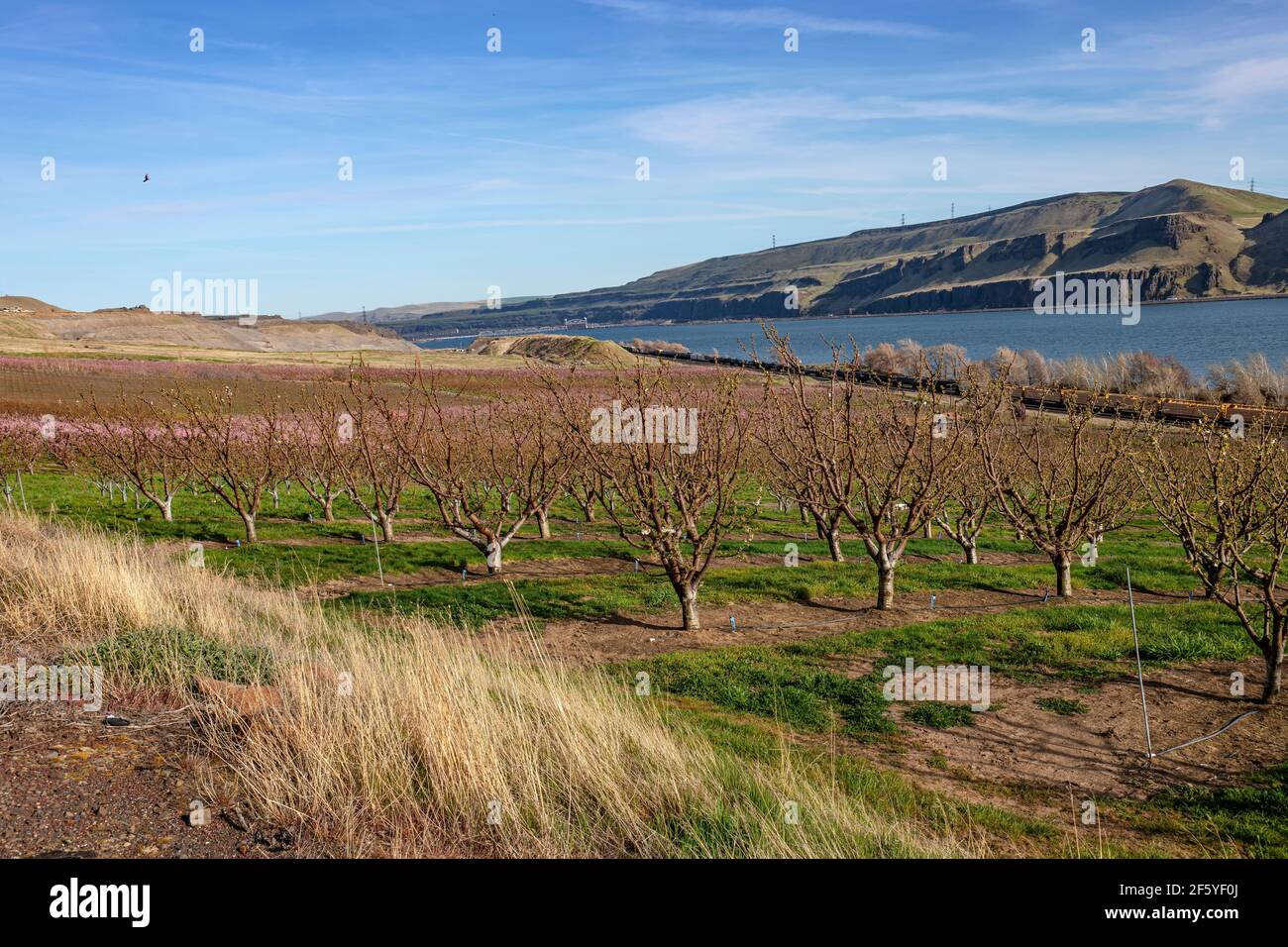 Raws of fruit trees orchard in the Columbia river gorge Washington ...