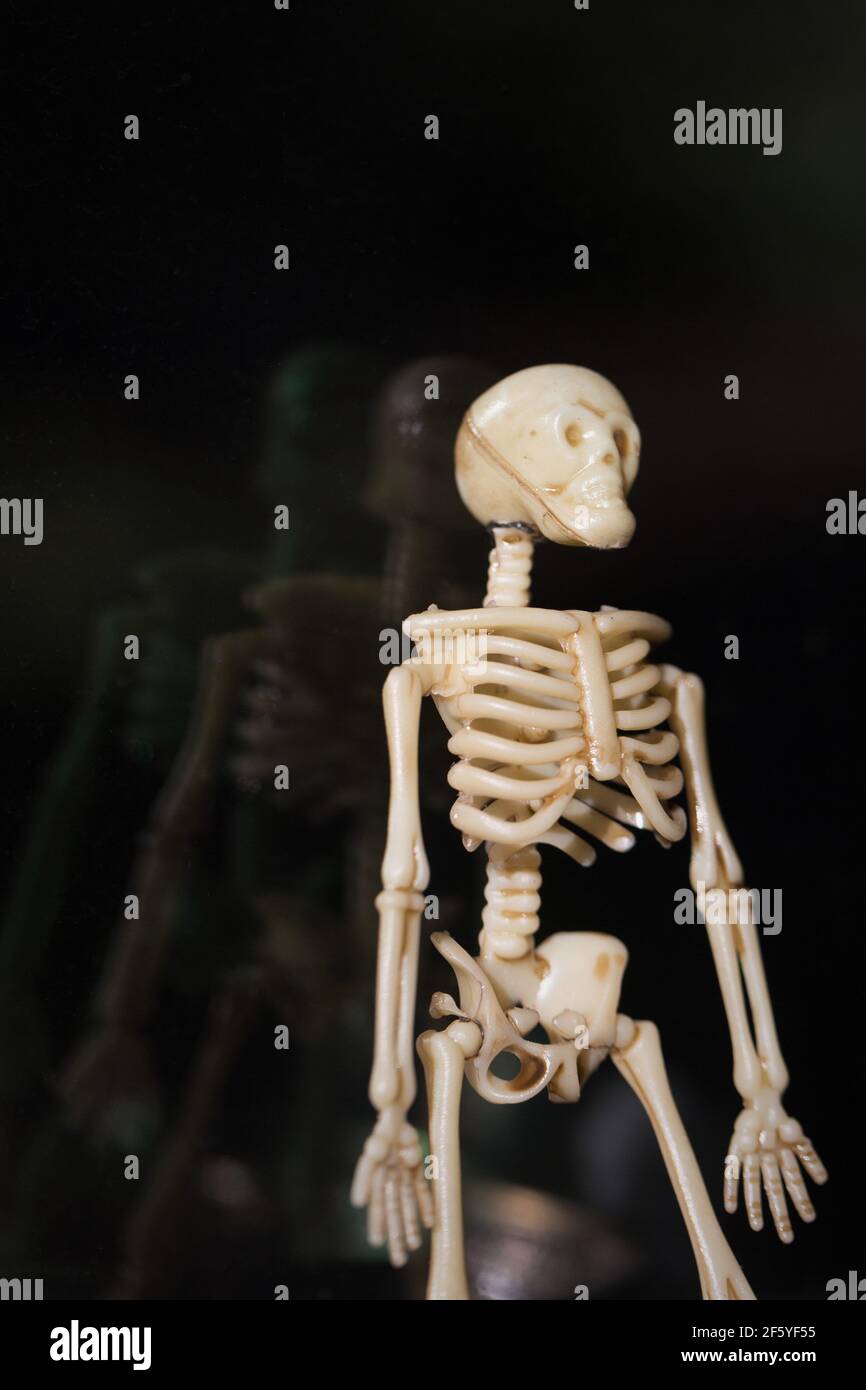 Plastic Bones High Resolution Stock Photography and Images - Alamy