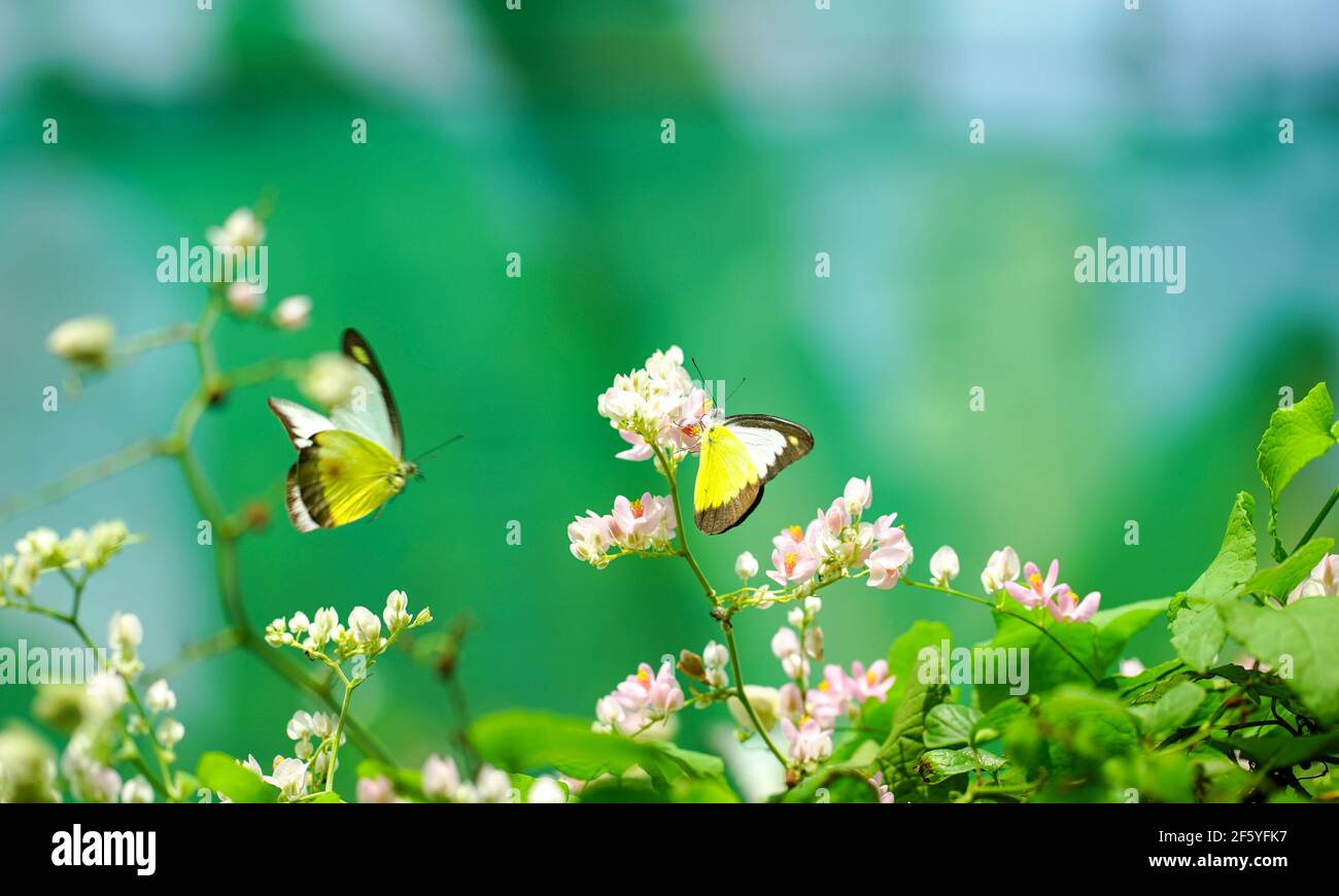 Butterflies in flight hi-res stock photography and images - Alamy