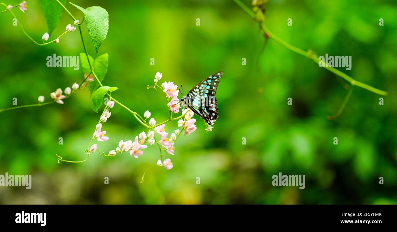 Beautiful blue butterfly in flight and branch of pink creeper flowers ...