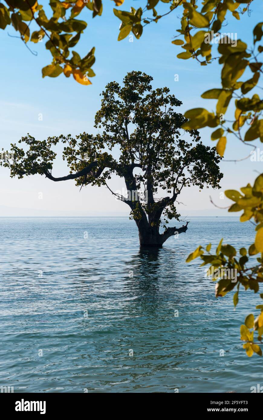 Coastal beach forest planted with mangrove tree species by the shore ...
