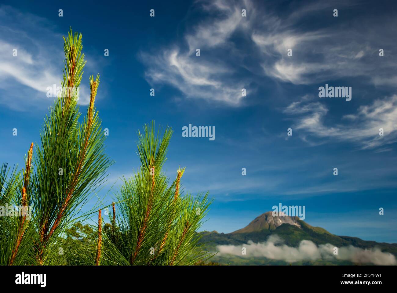 Various framing of Mount Apo upland pine forest showing its lush and ...