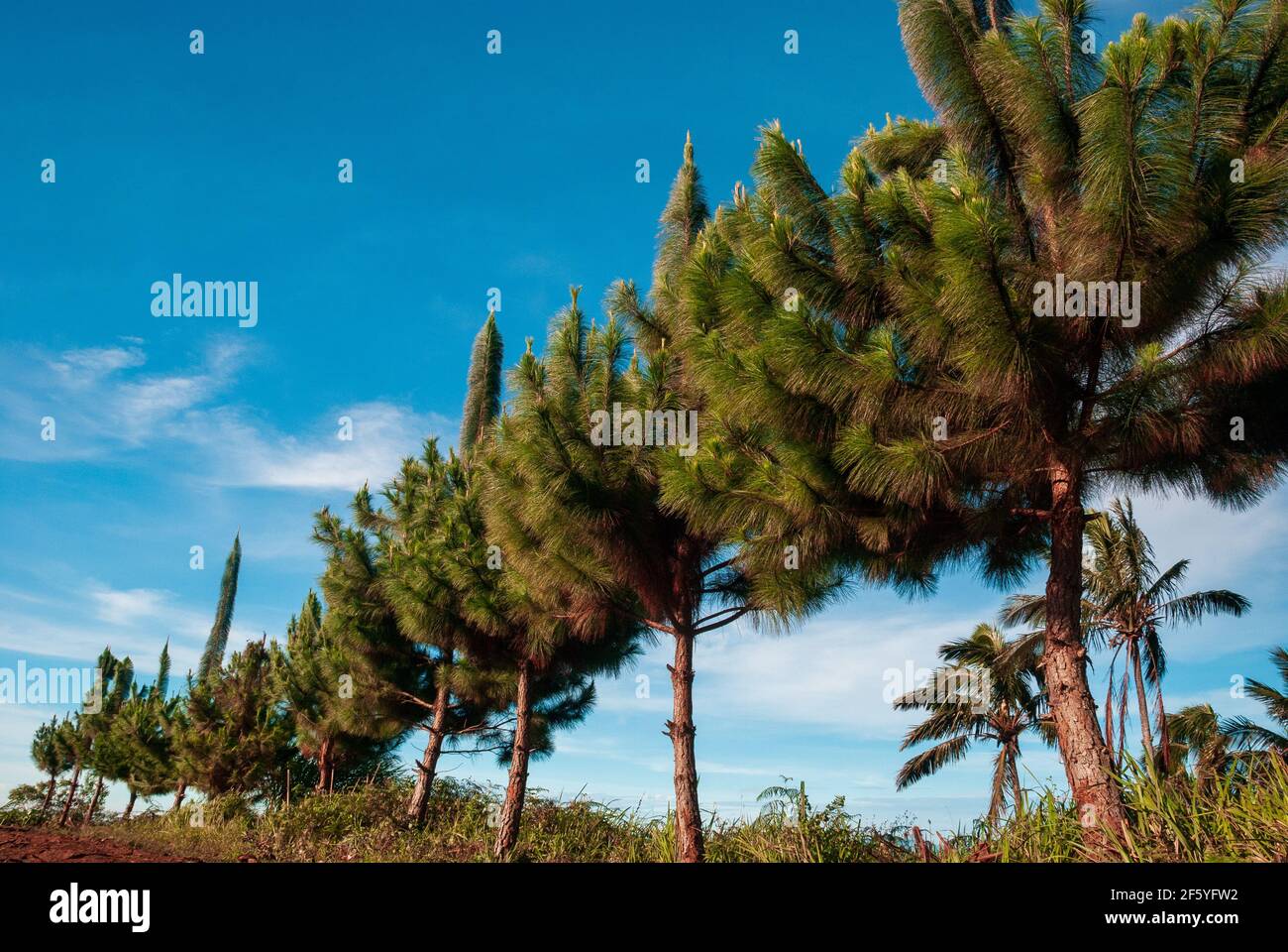 Various framing of Mount Apo upland pine forest showing its lush and ...