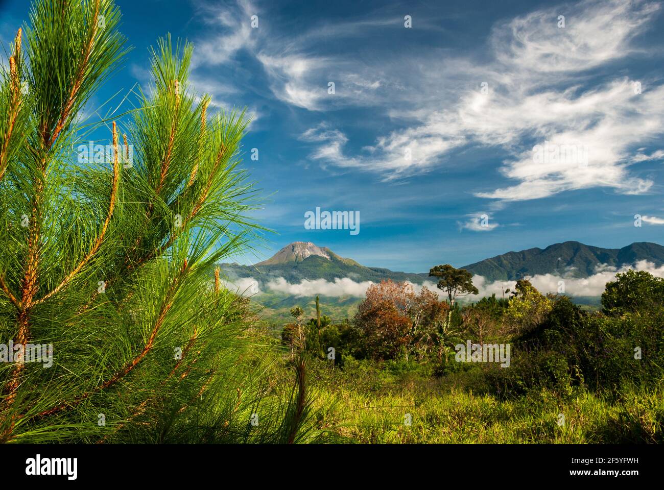 Various framing of Mount Apo upland pine forest showing its lush and ...