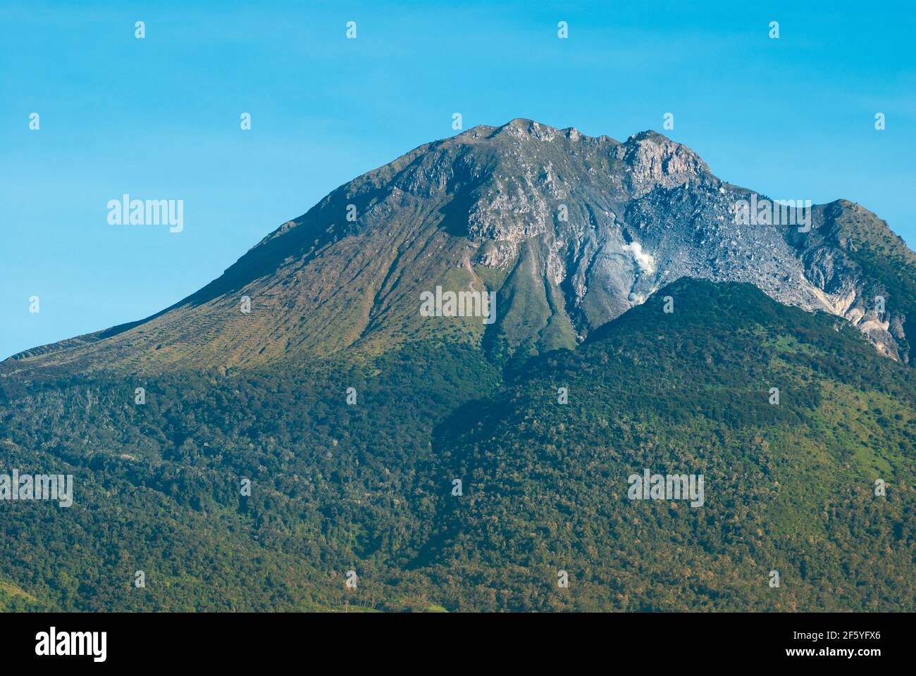 Various framing of Mount Apo upland pine forest showing its lush and ...