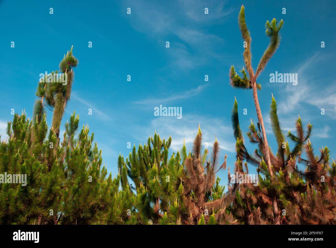 Various framing of Mount Apo upland pine forest showing its lush and ...