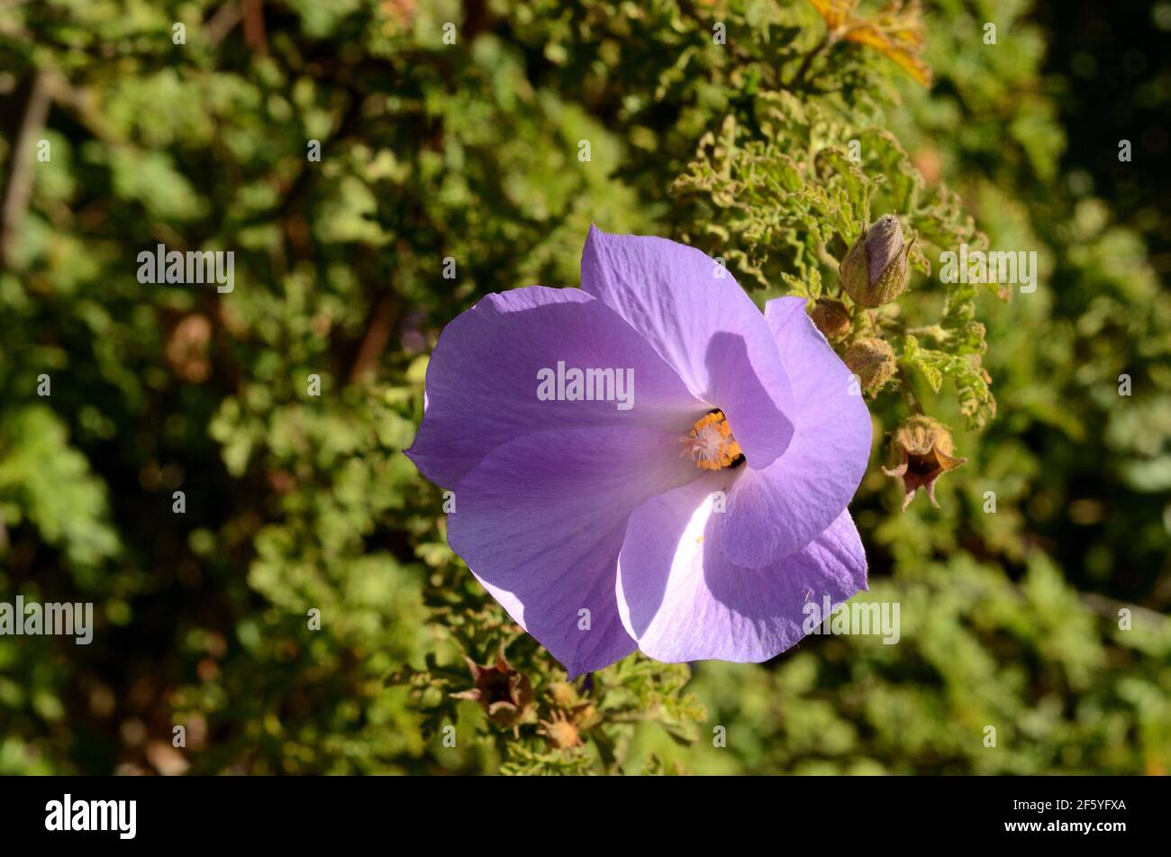 Pretty periwinkle flower, grace, texture and beauty in a garden setting ...