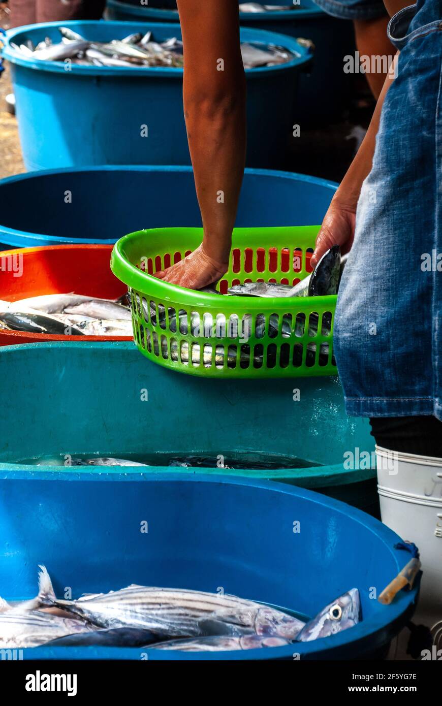 Tubs of various fishes on display for sale in a public market with ...