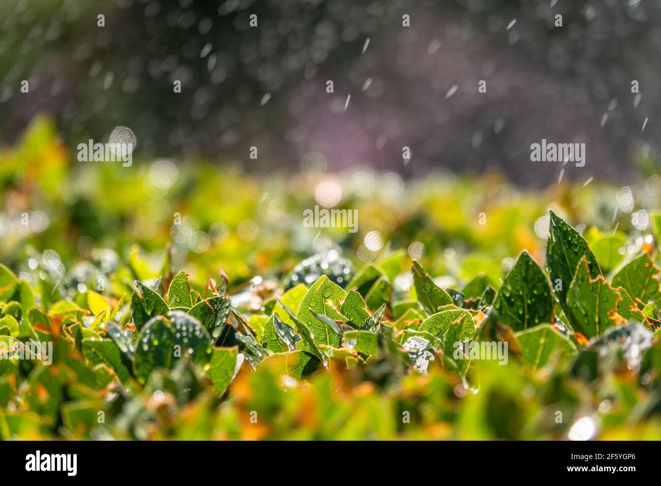 Trimmed bushes with spray of water from irrigation. Natural background ...