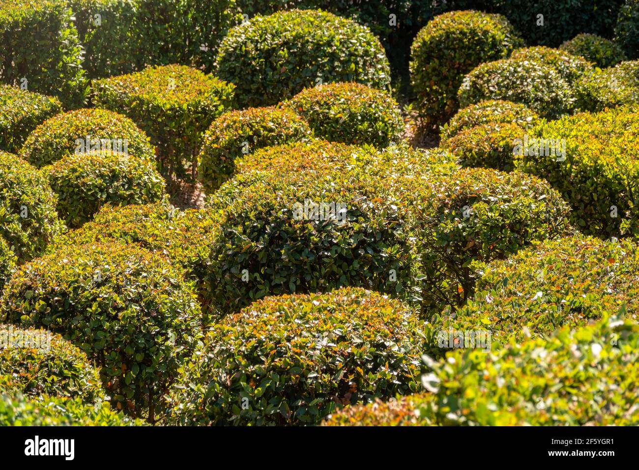 Neatly trimmed bushes in the summer or autumn park. Nature background ...