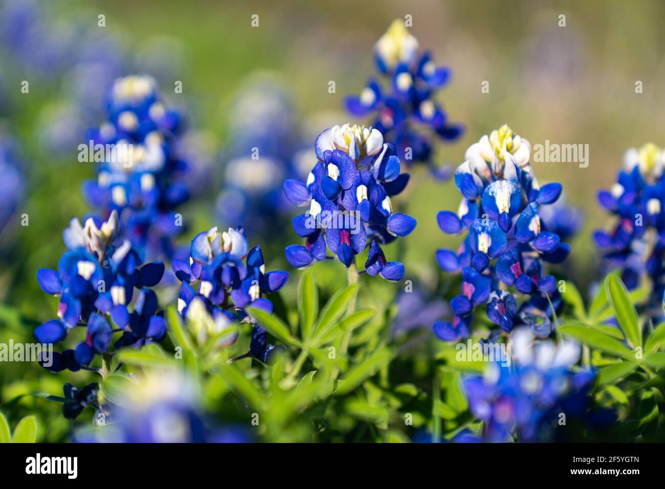 Bluebonnet close up hi-res stock photography and images - Alamy