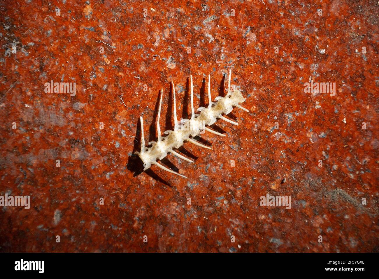 Close up shot of an inanimate object lying on a red pavement Stock ...