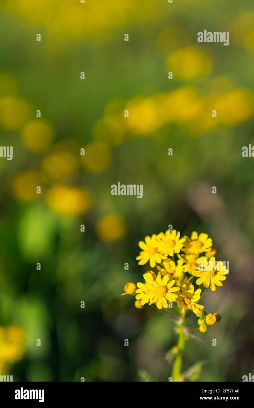 Texas yellow wildflowers hi-res stock photography and images - Alamy