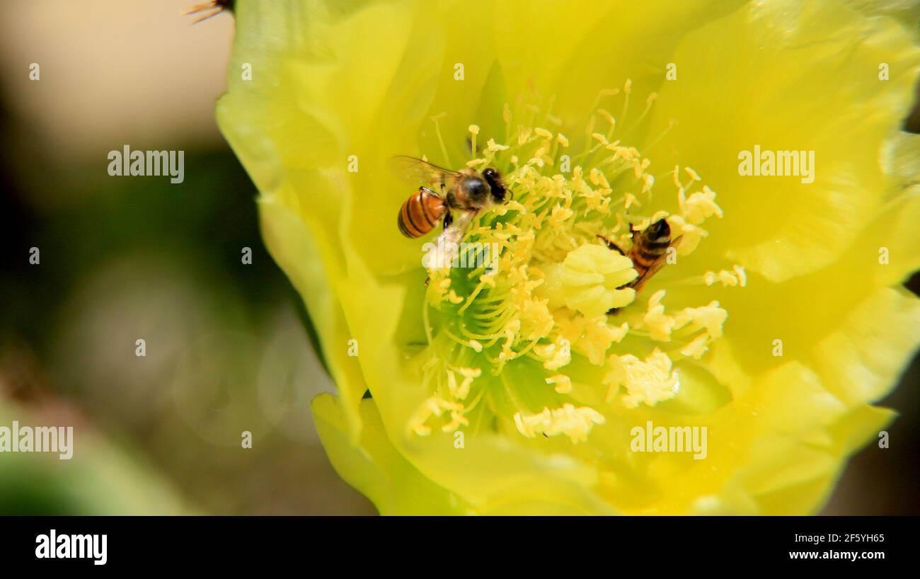 salvador, bahia, brazil - january 11, 2021: african bee insect is seen ...