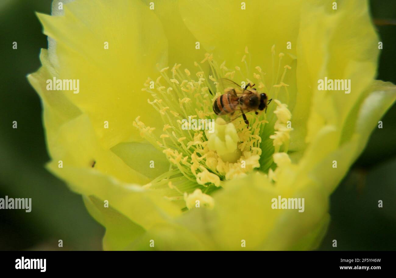 salvador, bahia, brazil - january 11, 2021: african bee insect is seen ...