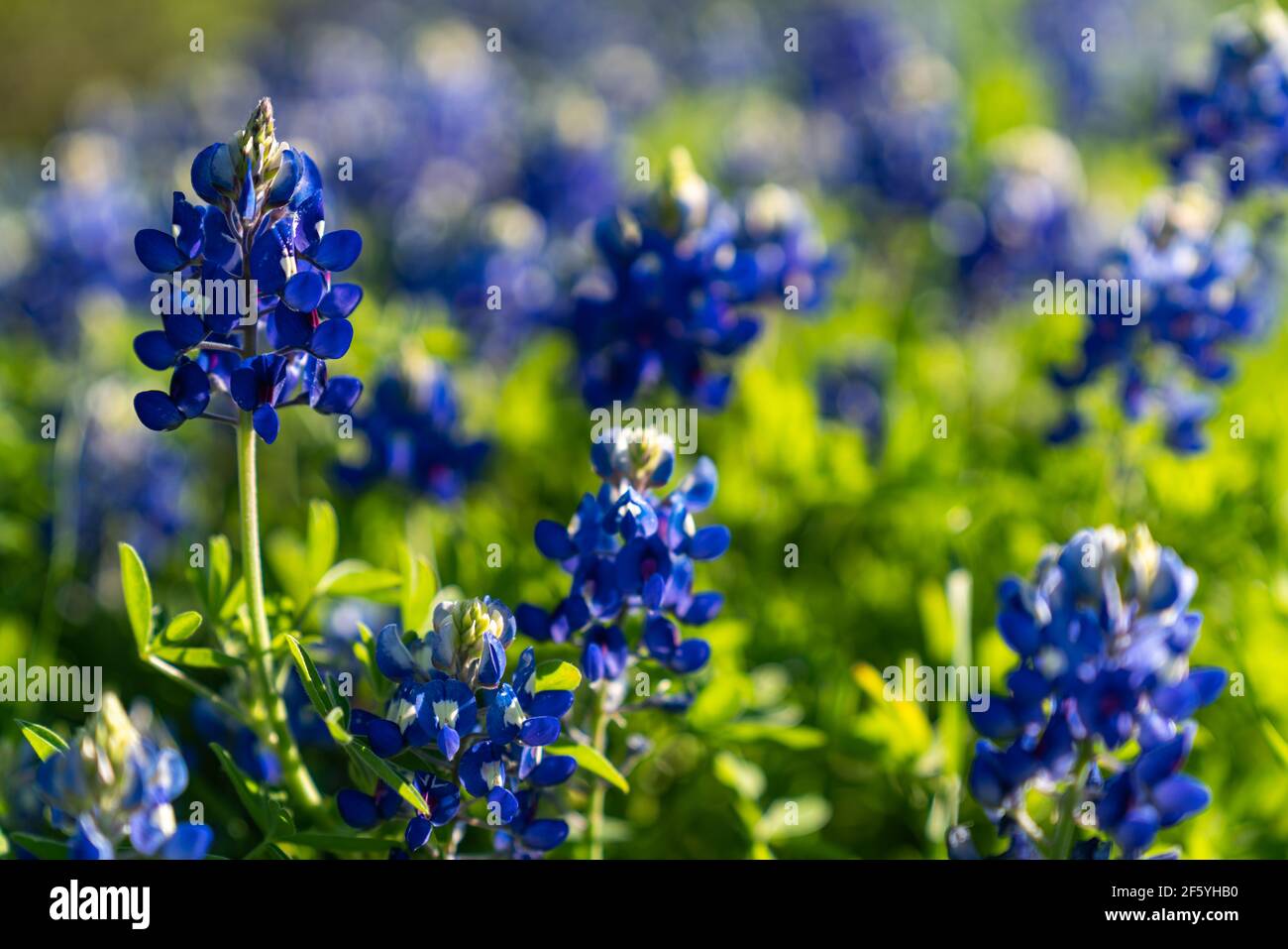 Bluebonnets blooming along side the country road near Ennis, Texas ...