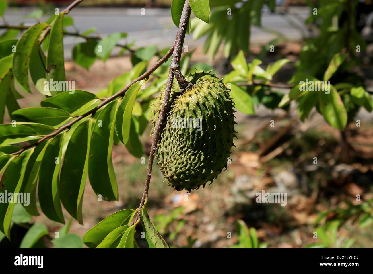 salvador, bahia, brazil - january 11, 2021: soursop fruit is seen in a ...