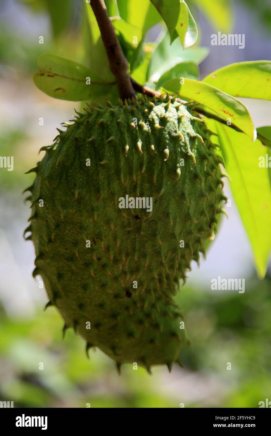 salvador, bahia, brazil - january 11, 2021: soursop fruit is seen in a ...