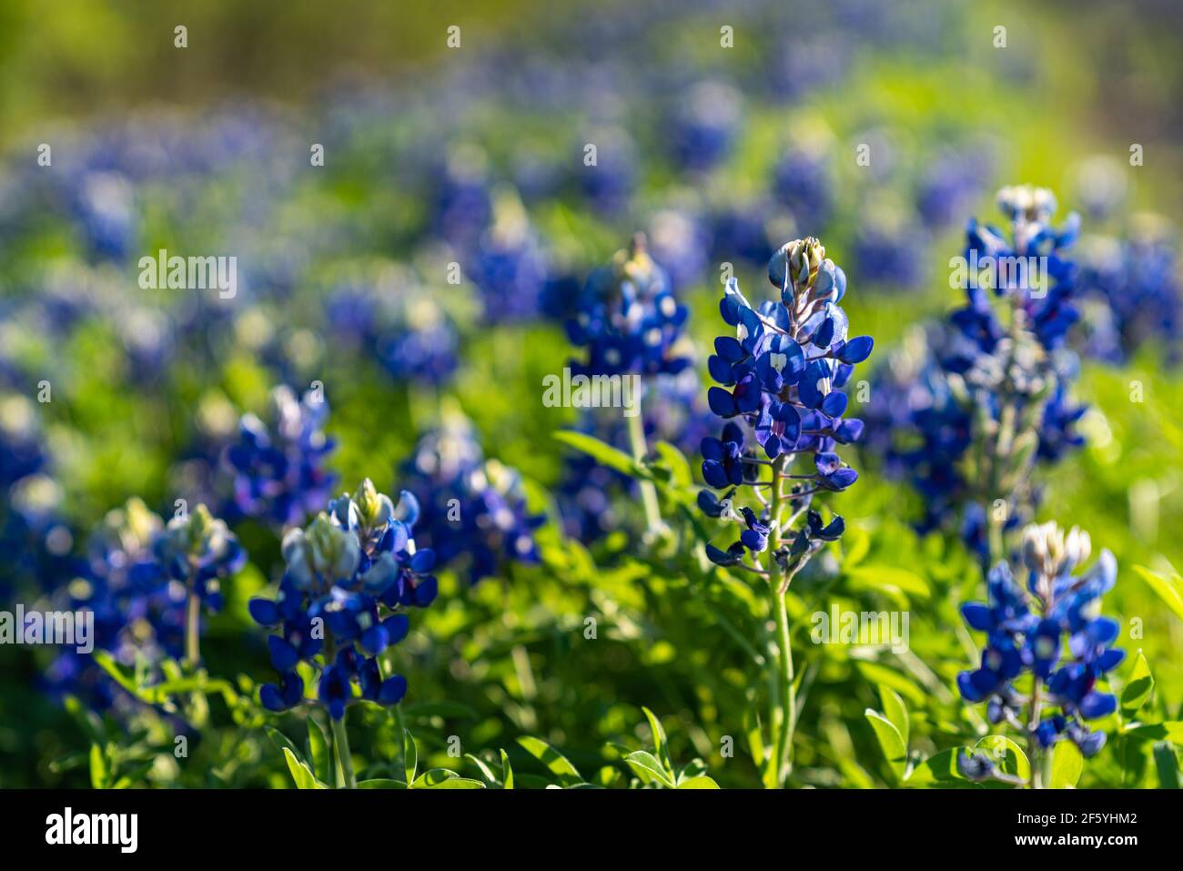 Bluebonnet close up hi-res stock photography and images - Alamy