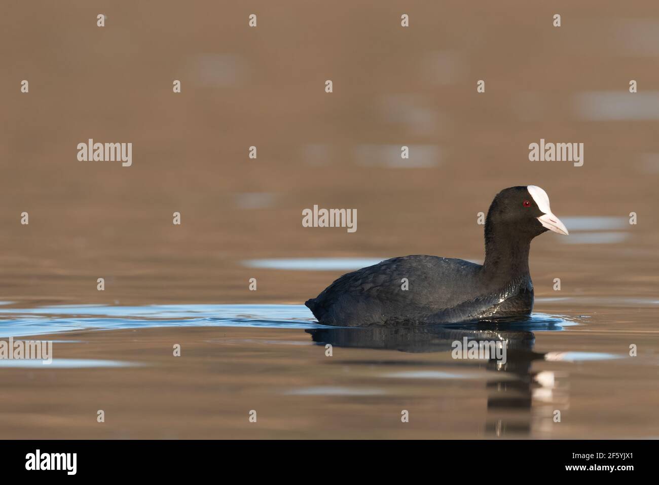 Common eurasian coot (Fulica atra) swimming in the golden reflections ...