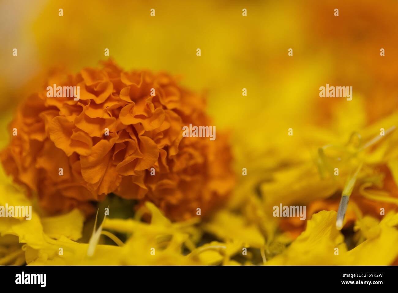 Shallow depth of field Selective focus Abstract macro image of a ...