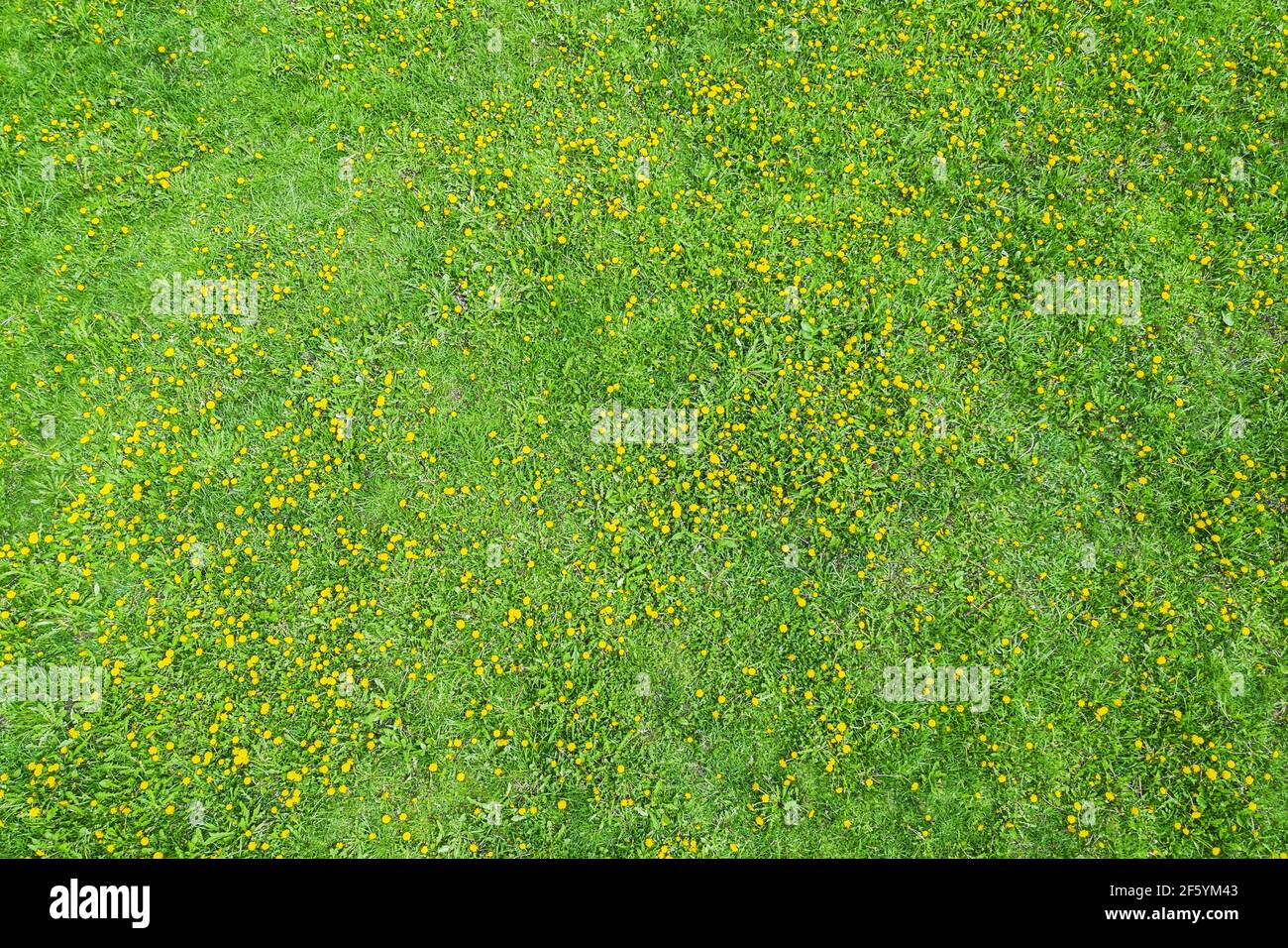 Aerial view of a flower meadow hi-res stock photography and images - Alamy