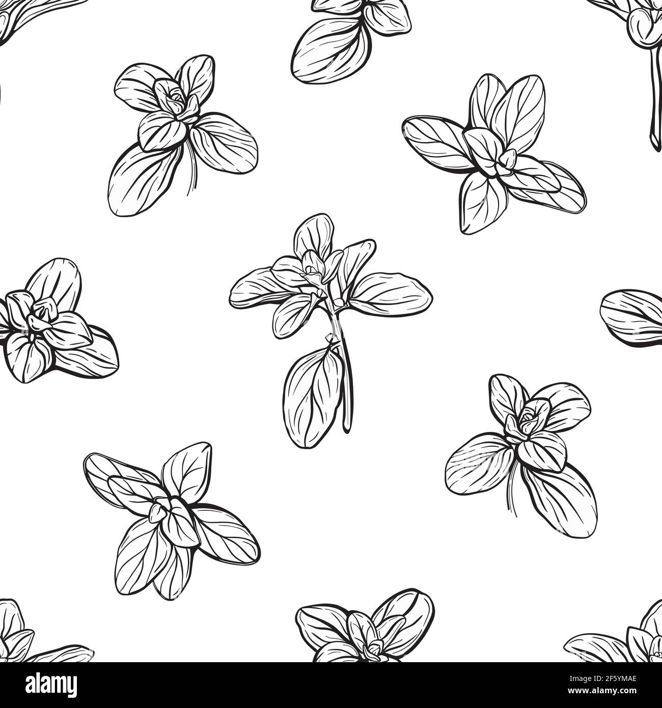 Ocimum basilicum illustration Stock Vector Images - Alamy