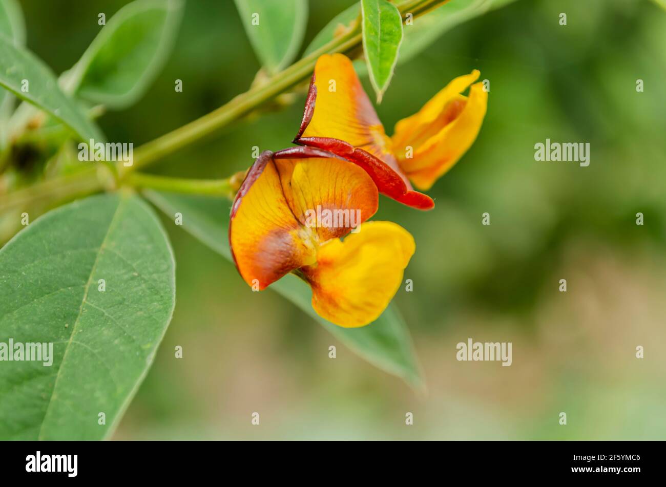 Togari bele hi-res stock photography and images - Alamy