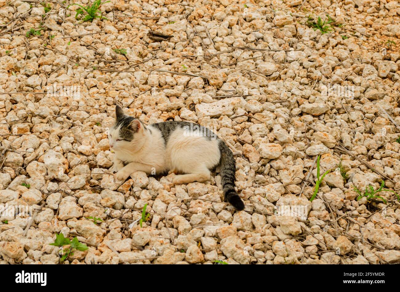 Jamaican cat hi-res stock photography and images - Alamy