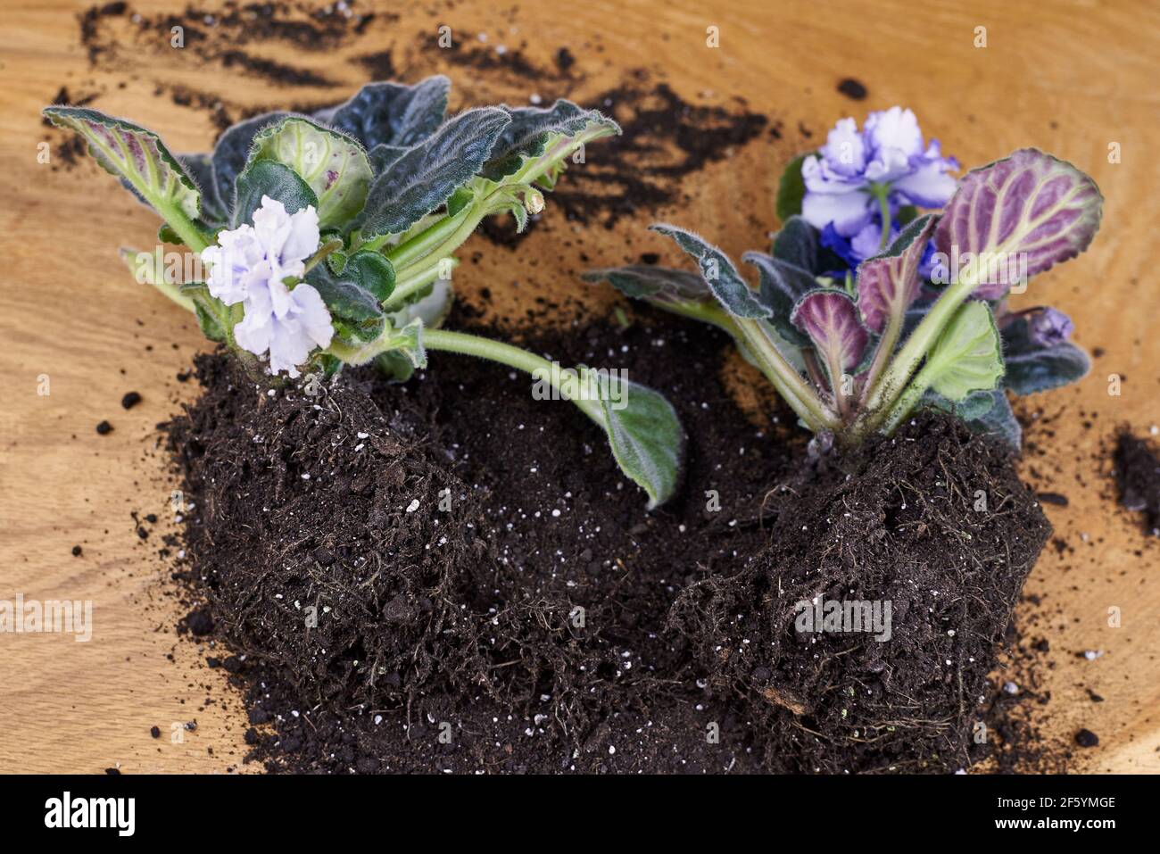 Transplanting a blooming violet into a new pot, home plants Stock Photo ...