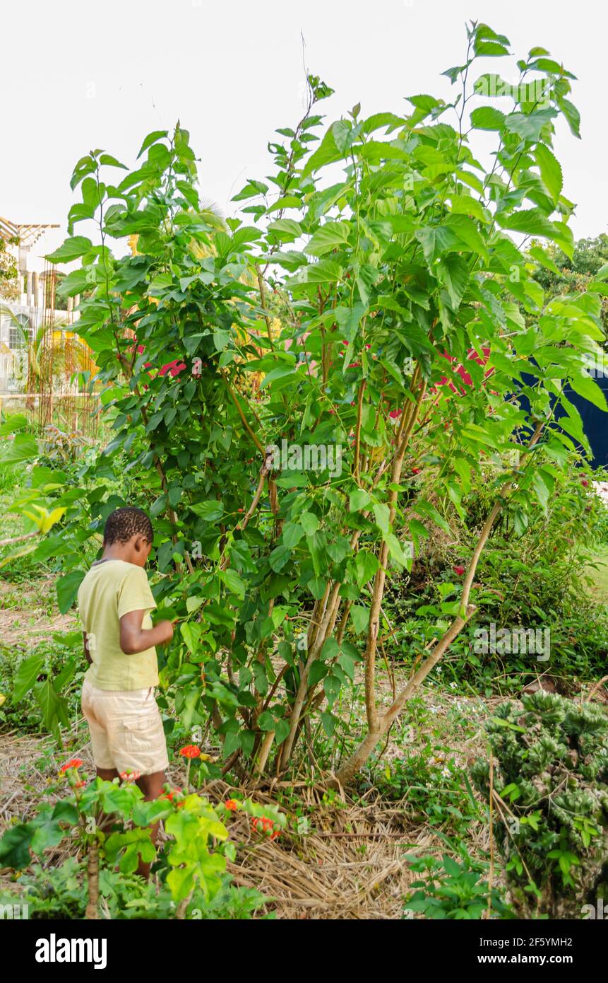 Removing Fruits From Tree Stock Photo - Alamy