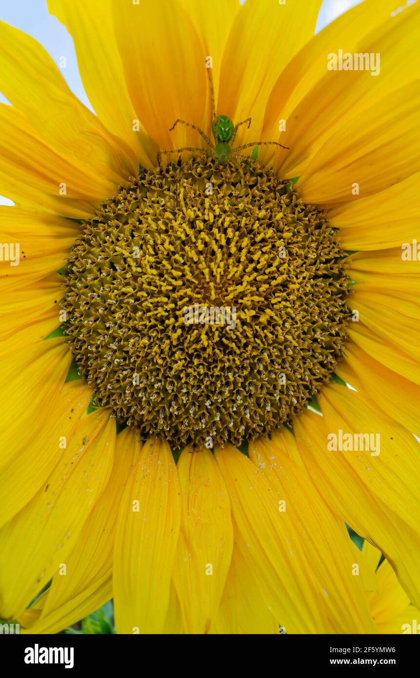 Spider On Sunflower Bloom Stock Photo - Alamy
