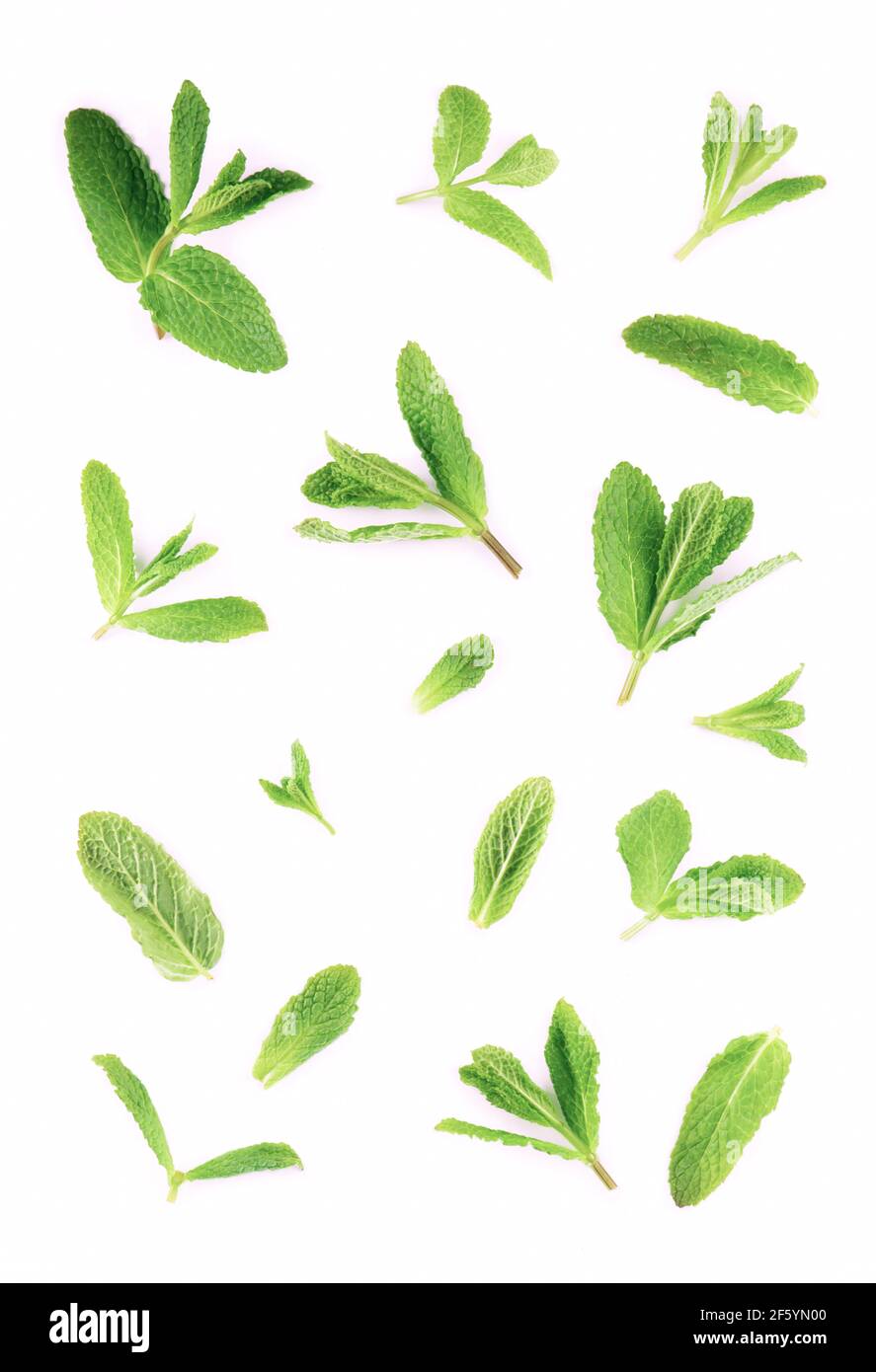 Falling green mint leaves Cut Out Stock Images & Pictures - Alamy