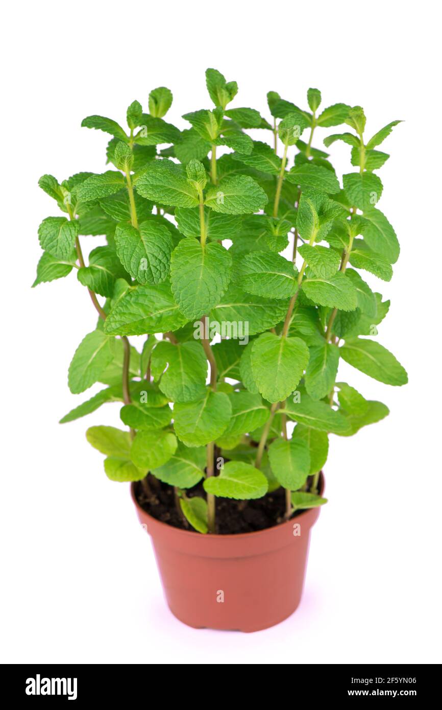 fresh pepper mint flowerpot plant leaves on white isolated background ...