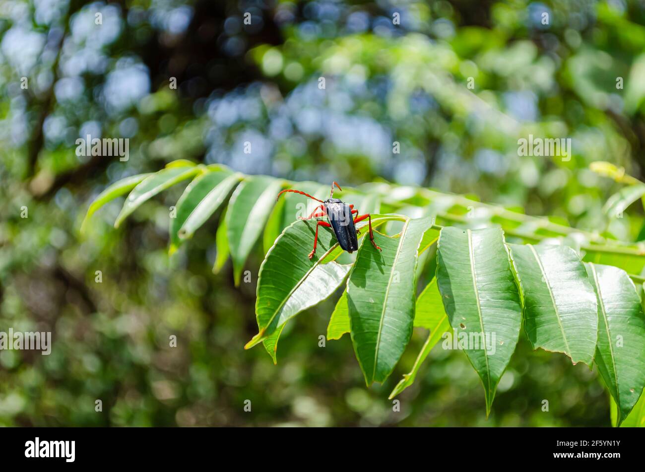 Longhorn beetle tree hi-res stock photography and images - Alamy