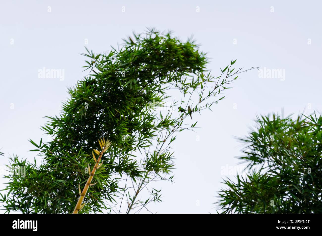 Tall Bamboo Tree With Birds Stock Photo - Alamy