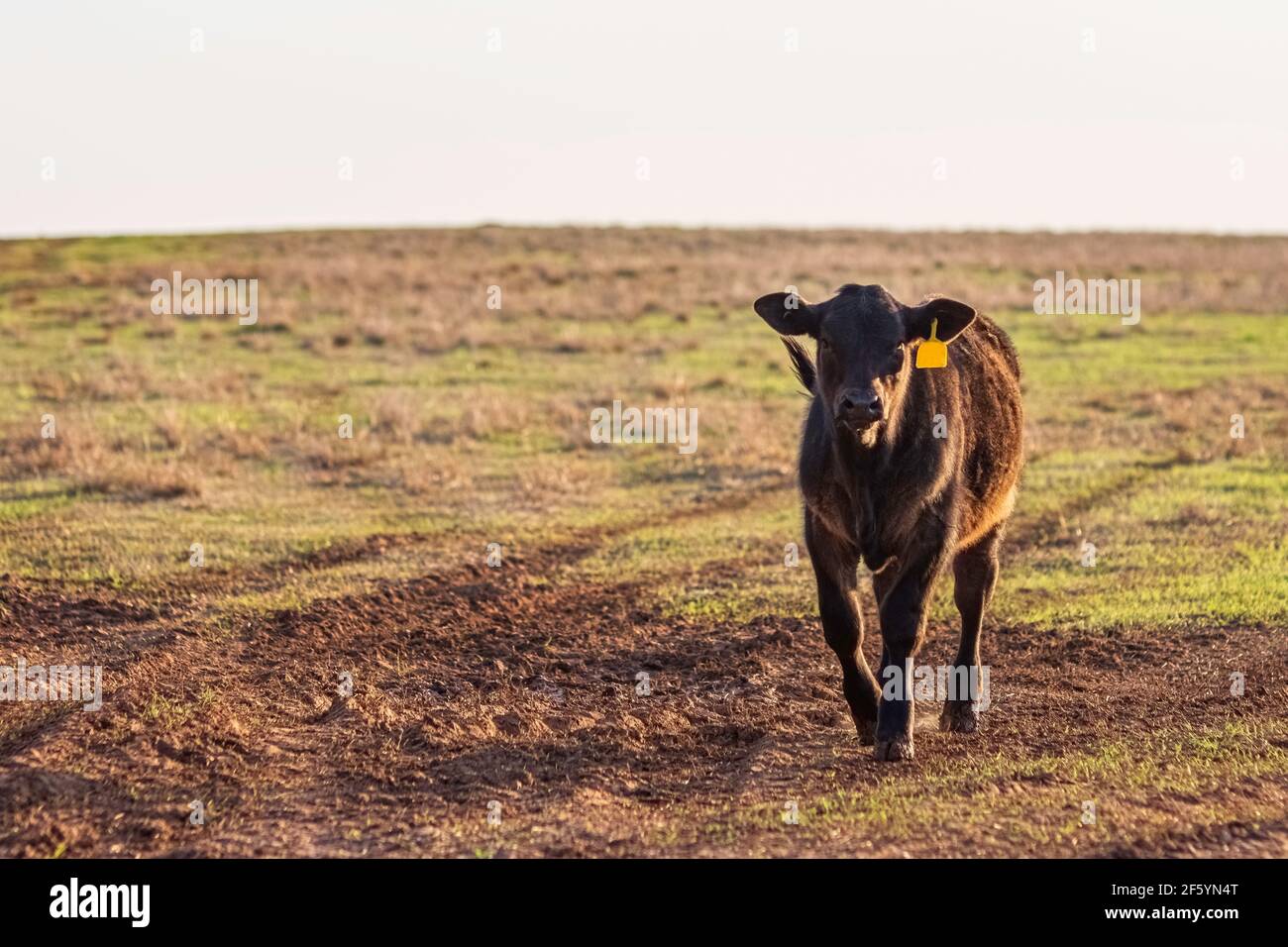 Calf walking towards camera hi-res stock photography and images - Alamy