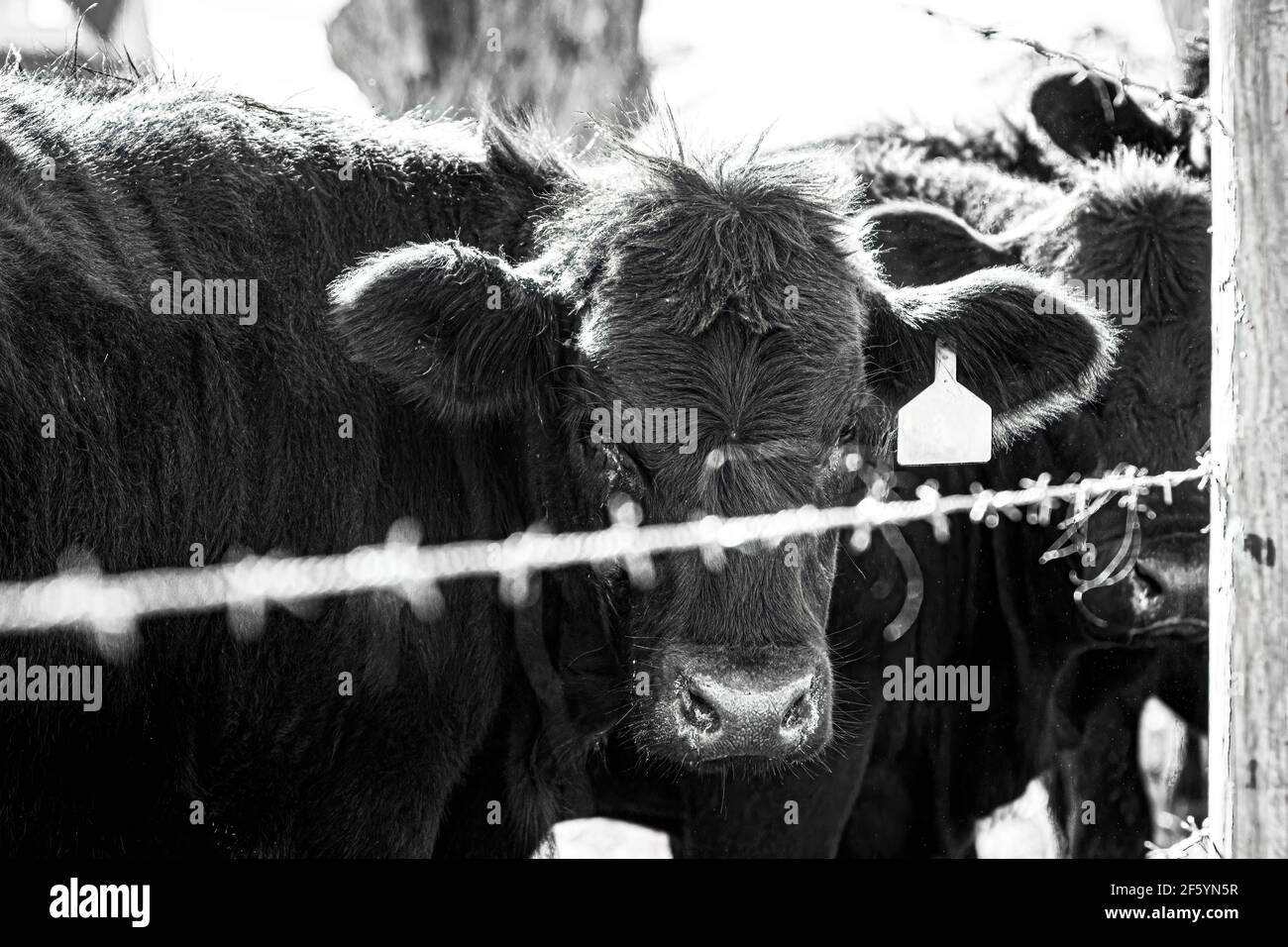 White face angus cattle cow hi-res stock photography and images - Alamy