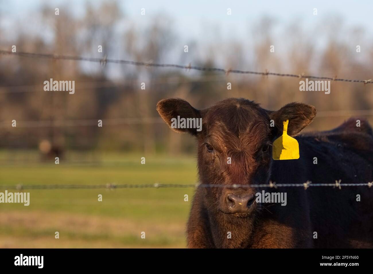 Cute Angus calf with a yellow ear tag behind two strands of barbed wire ...