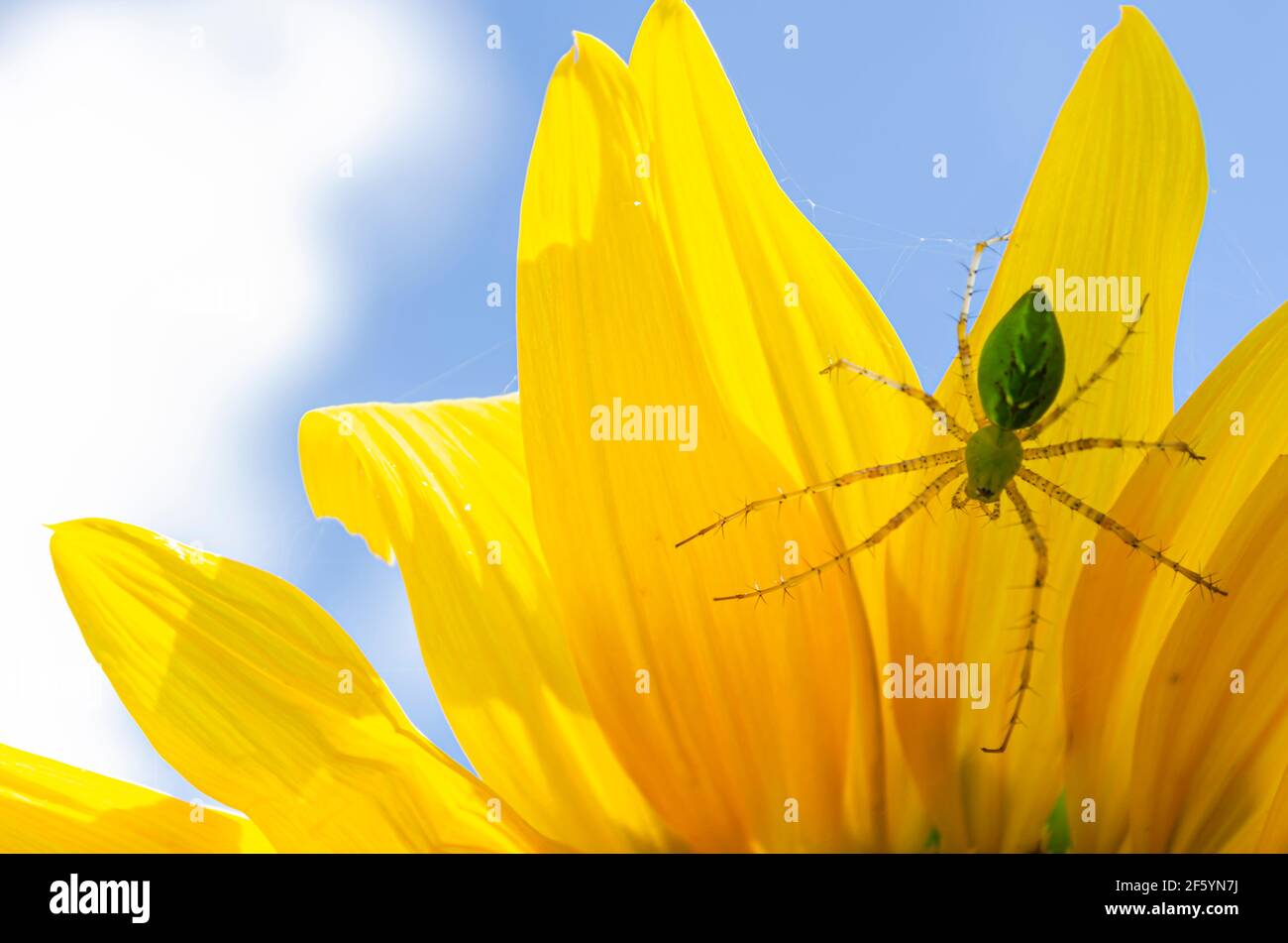 Ray spiders hi-res stock photography and images - Alamy