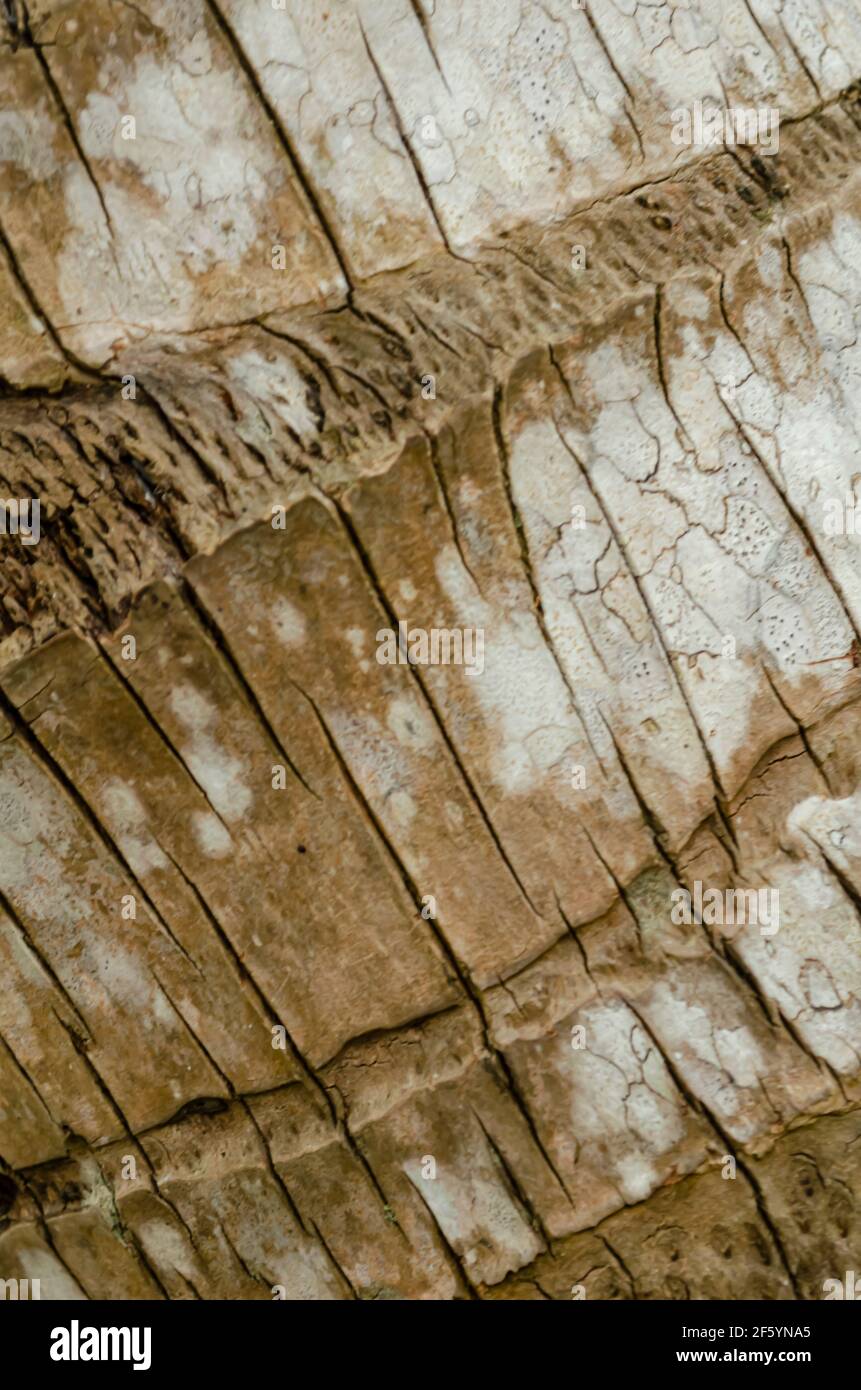 Coconut Tree Texture Stock Photo - Alamy