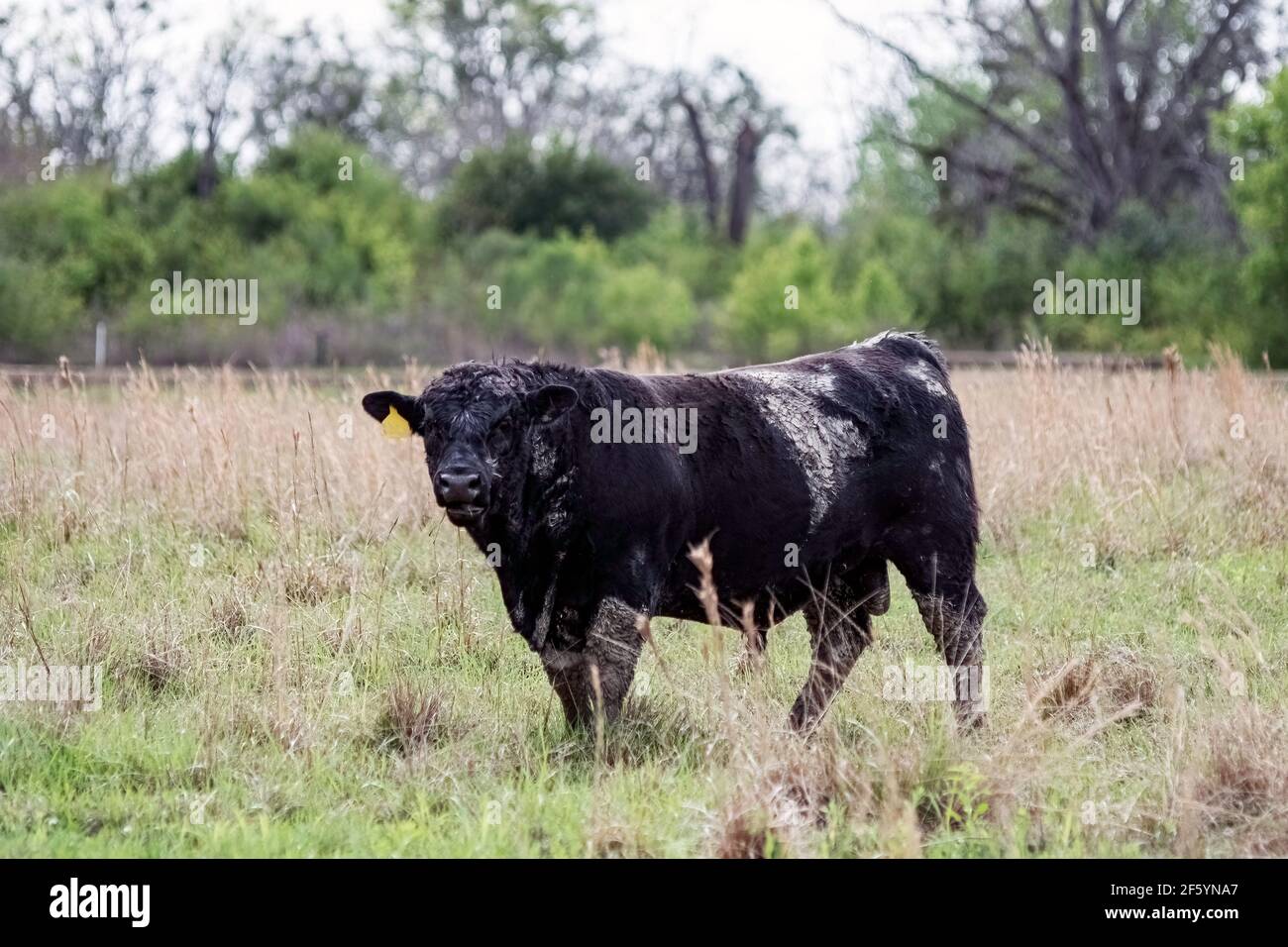 Angus bull hi-res stock photography and images - Alamy