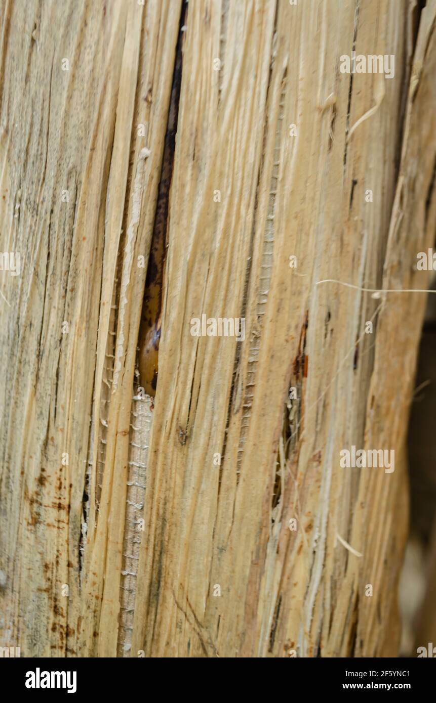 Banana Bark Texture Stock Photo - Alamy