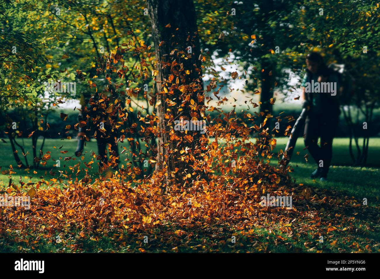 Woman blowing leaves leaf blower hi-res stock photography and images ...