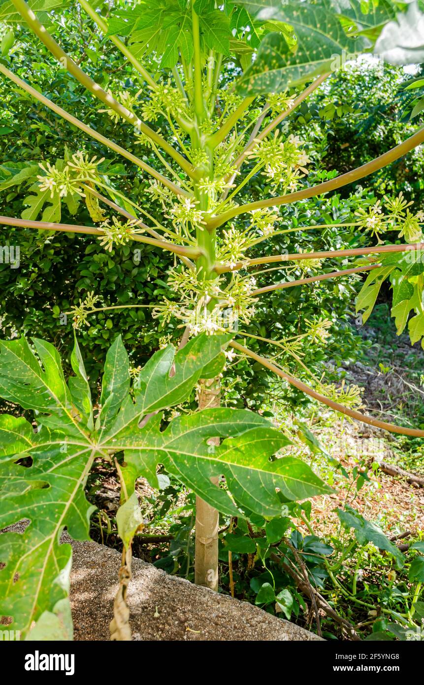 Arbol De Papaya Macho