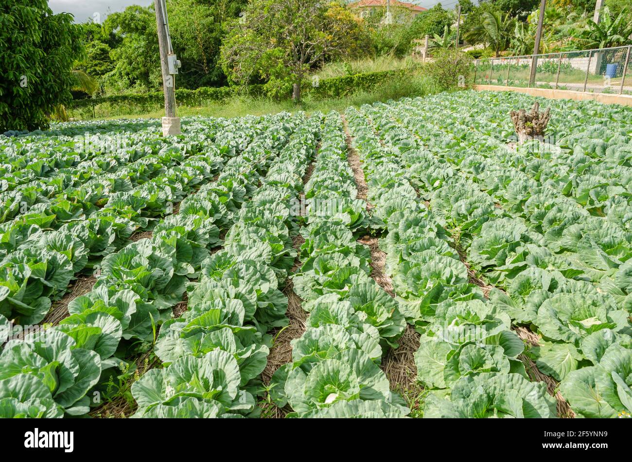 Cabbage Plants In Rows Stock Photo - Alamy