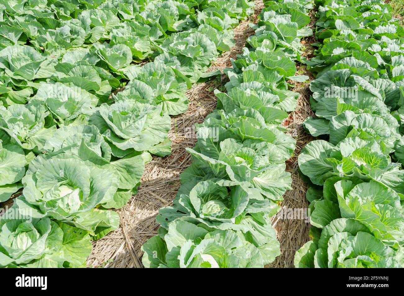 Closeup Of Cabbage Plants In Rows Stock Photo - Alamy