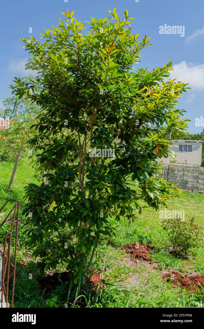 Small Tree Of The Hogberry Frui Stock Photo - Alamy